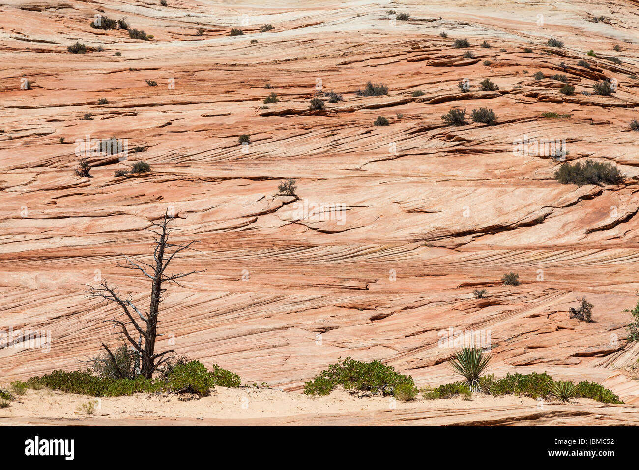 Pinky rocky waves in Zion National Park, USA Stock Photo - Alamy