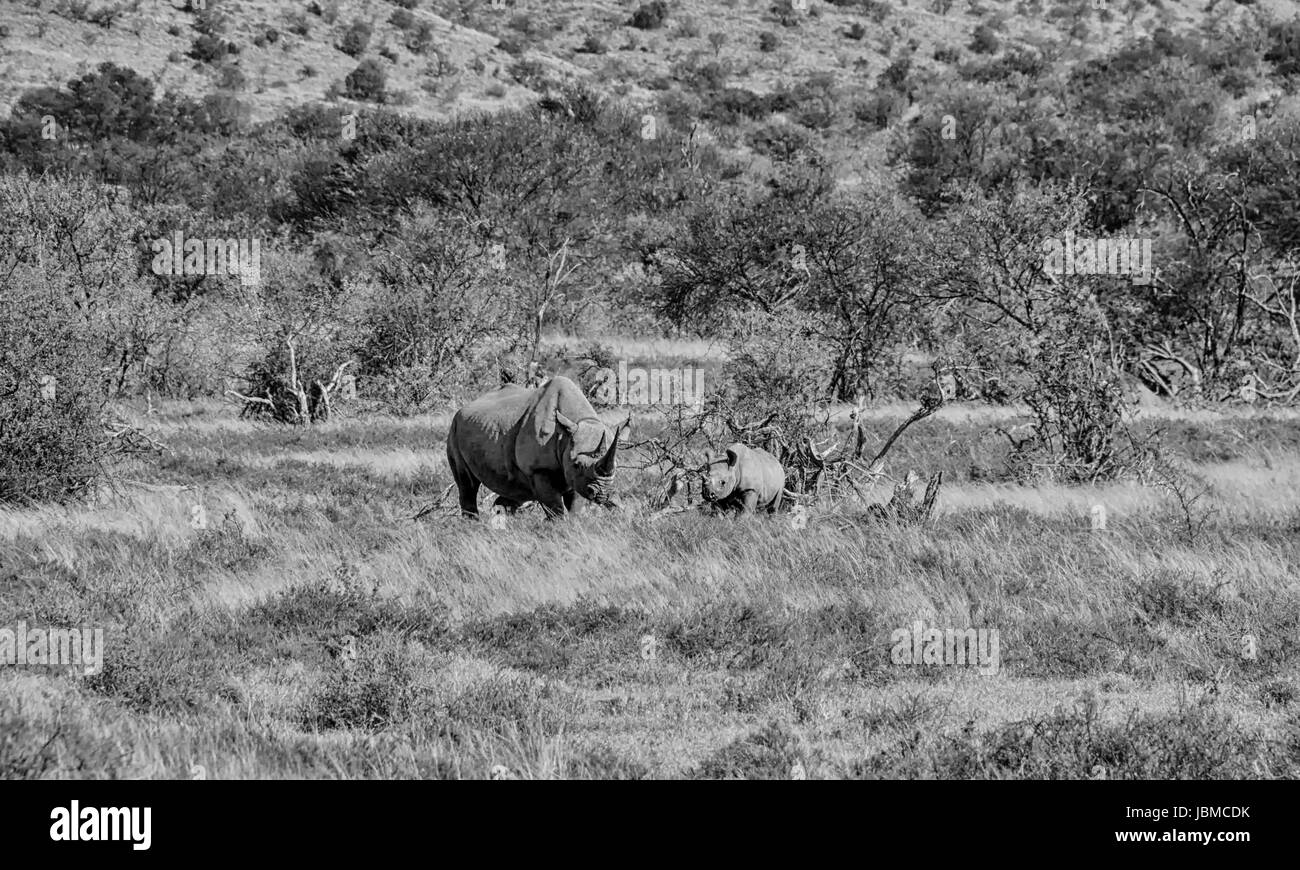 Black Rhino mother and six month old calf in Southern African savanna ...