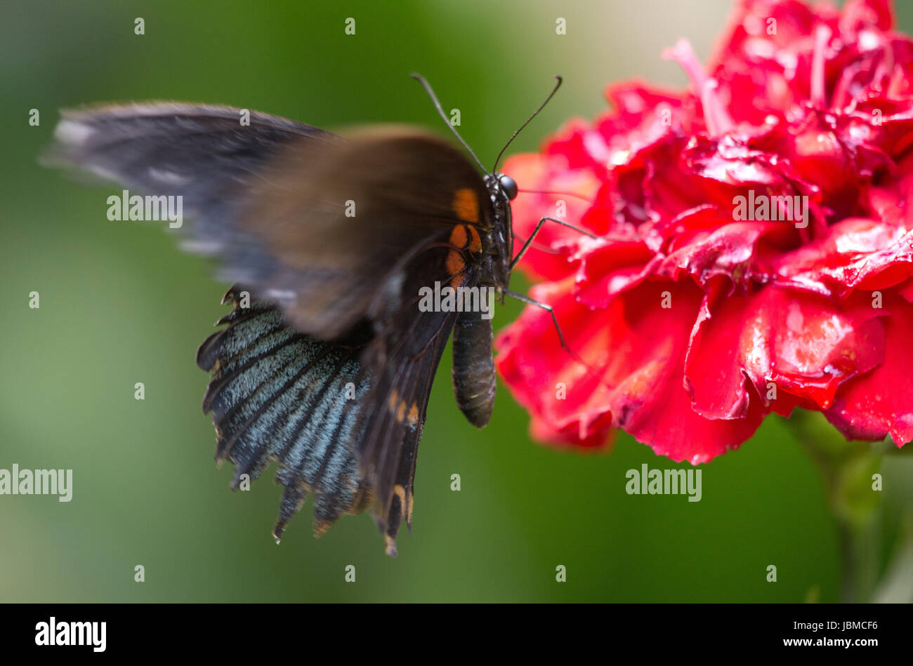 Darker butterfly hi-res stock photography and images - Alamy