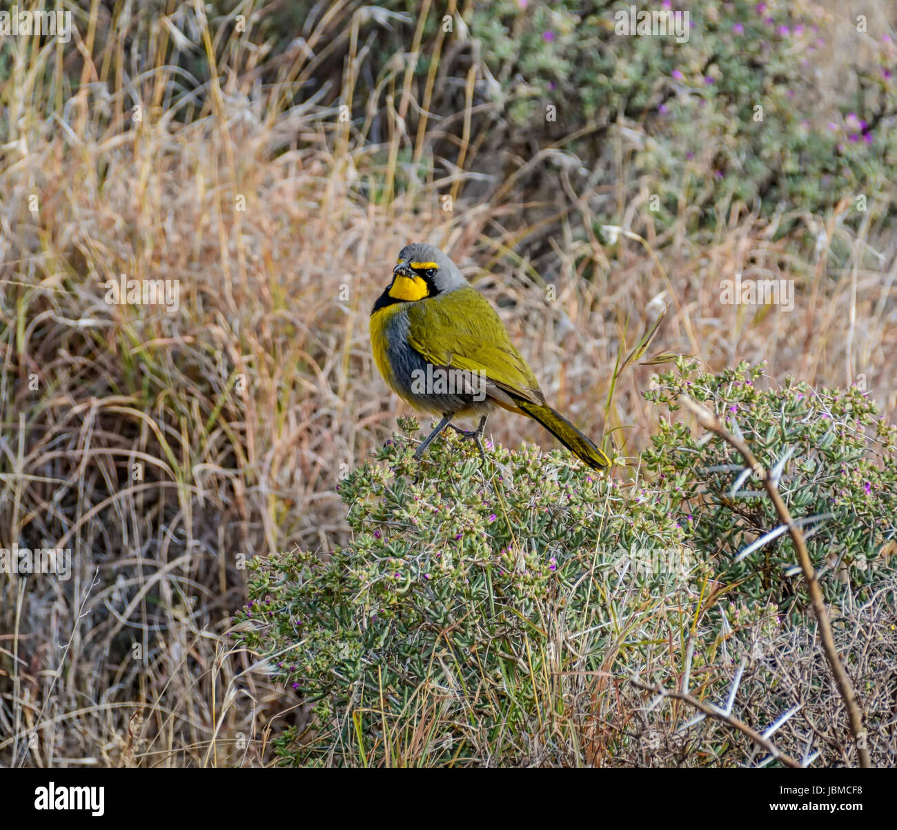 A Bokmakierie bird perched on a bush in Southern Africa Stock Photo - Alamy