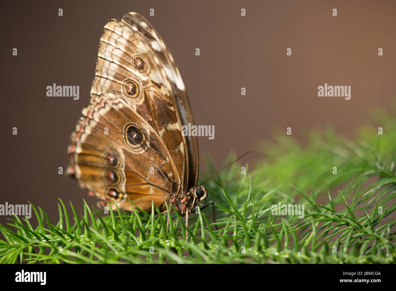 owl eyes falter Stock Photo - Alamy