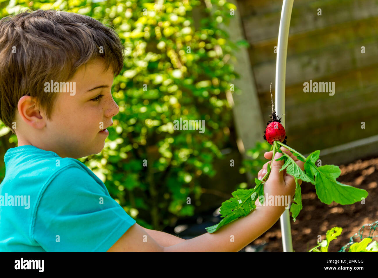 little boy with fresh harvested radish Stock Photo - Alamy