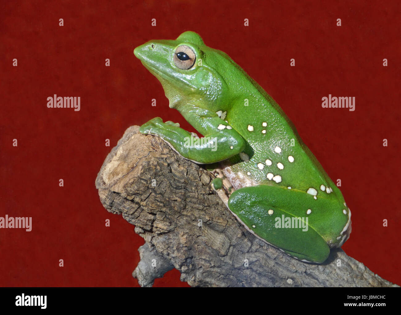 white's tree frog Stock Photo - Alamy