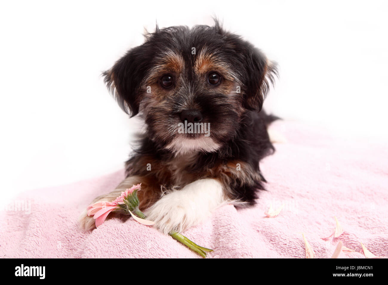 Young Terrier Mix on the blanket with a flower Stock Photo - Alamy