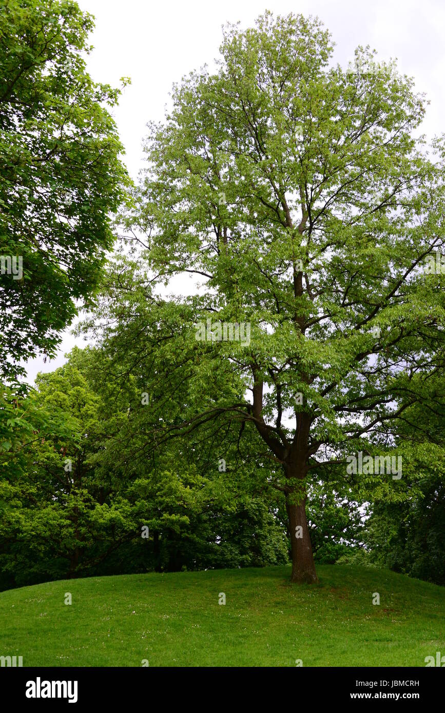 forest in spring Stock Photo - Alamy