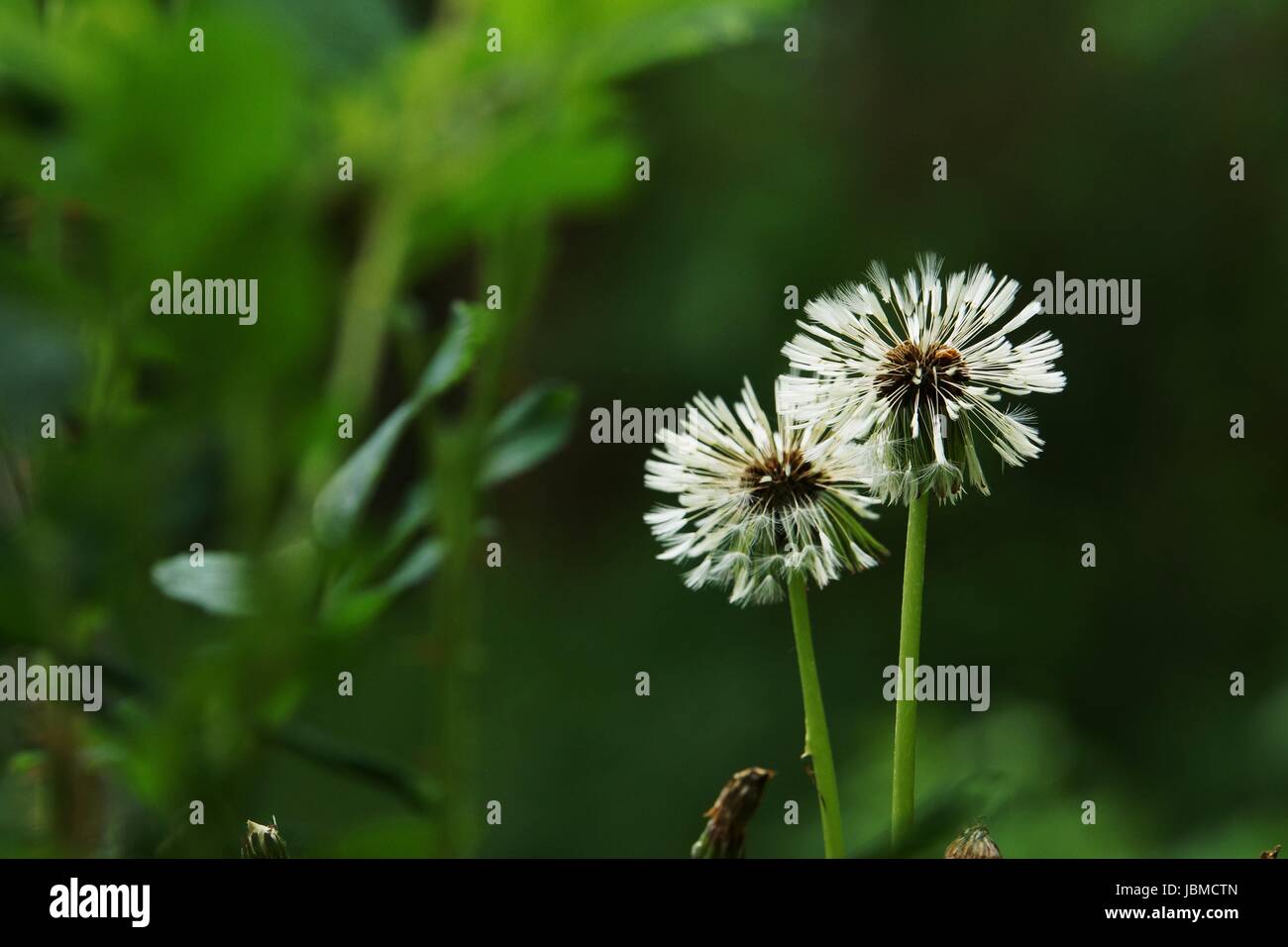Gruen chlorophyll hi-res stock photography and images - Alamy