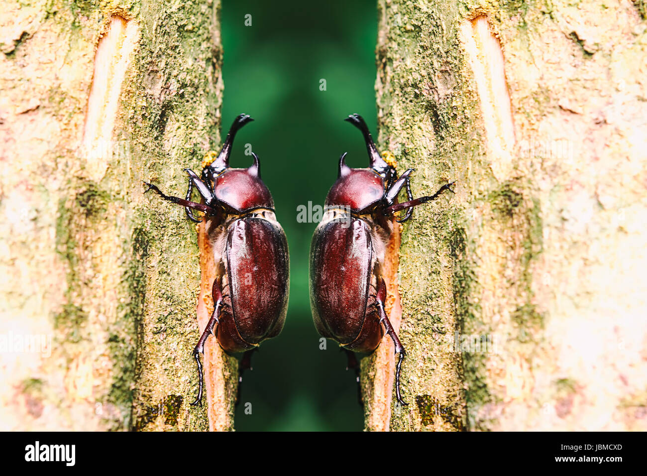 Brownish exoskeleton hi-res stock photography and images - Alamy