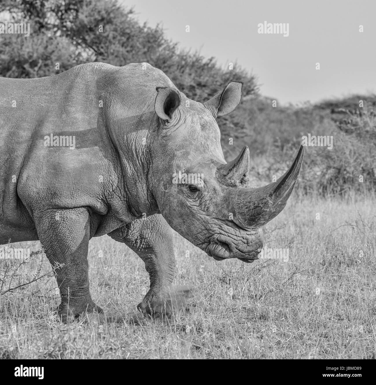 A White Rhino kicks up red earth as he walks through the grassland ...