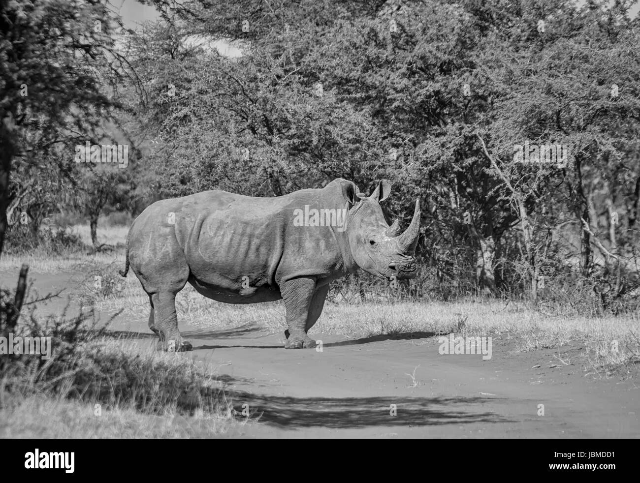 White Rhinoceros crossing road in Southern African savanna Stock Photo ...