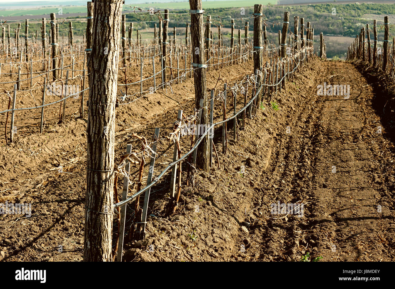 Wine vineyards in spring Stock Photo - Alamy