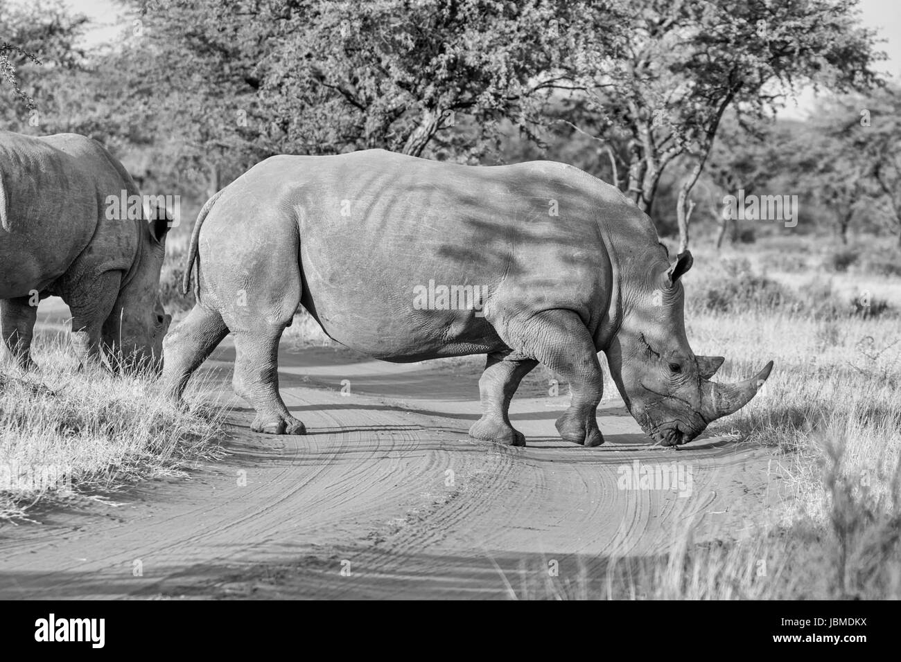 White Rhinoceros crossing road in Southern African savanna Stock Photo ...