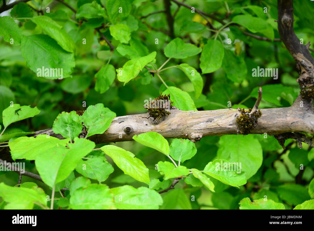Living brown and green moss hi-res stock photography and images - Alamy