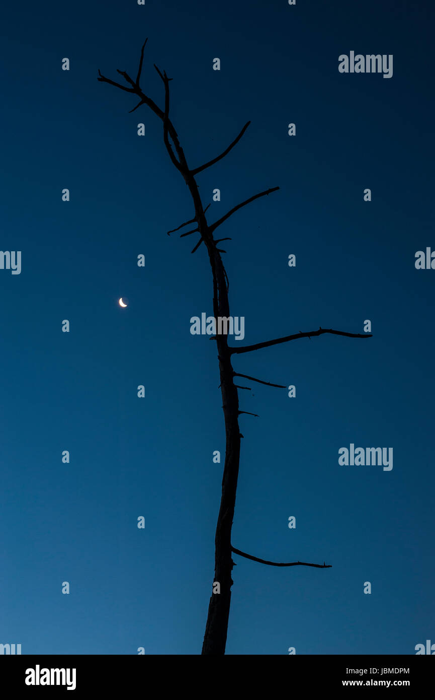 Crescent Moon Tree Silhouette Stock Photos & Crescent Moon Tree ...