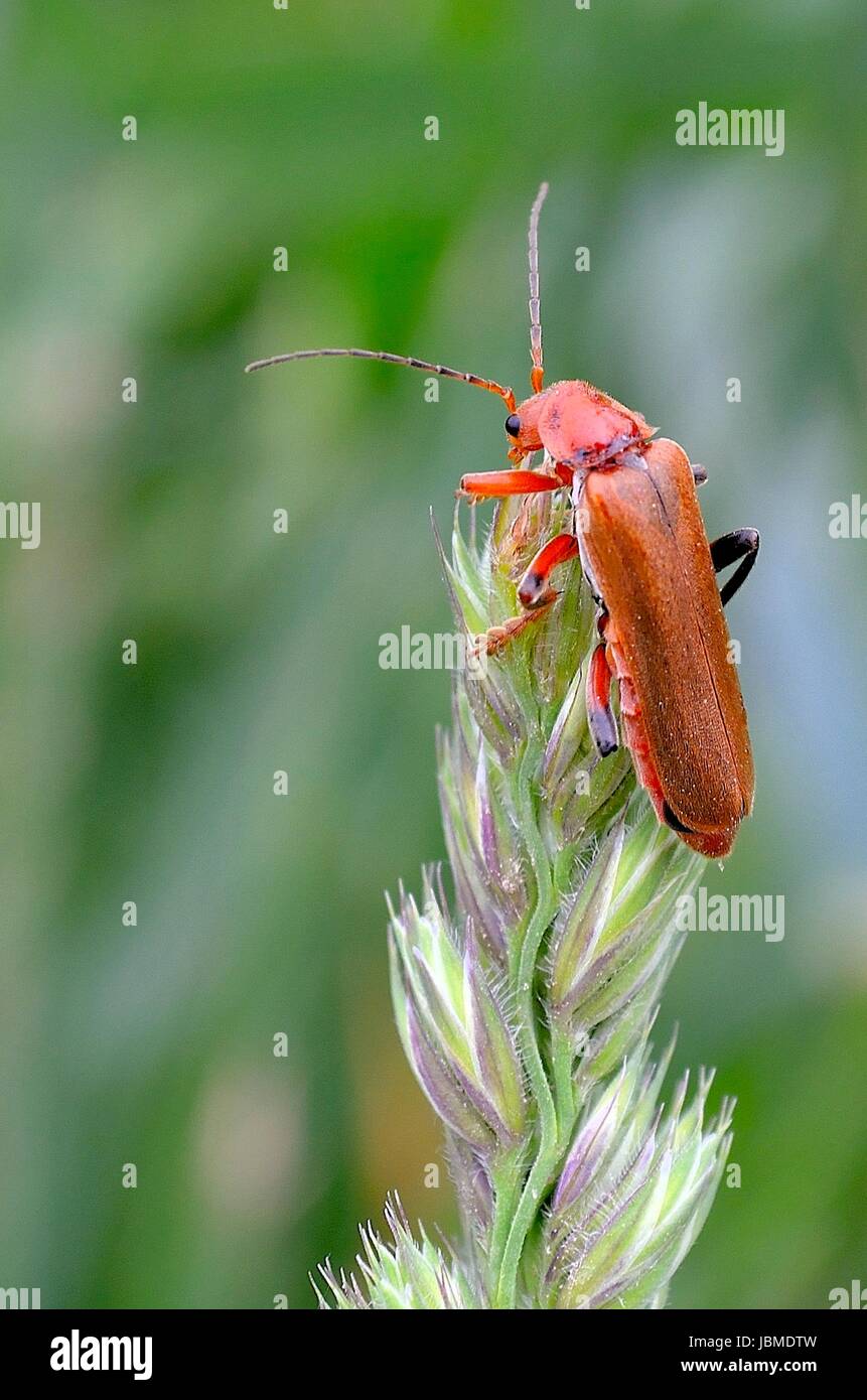 Buck and wing hi-res stock photography and images - Alamy