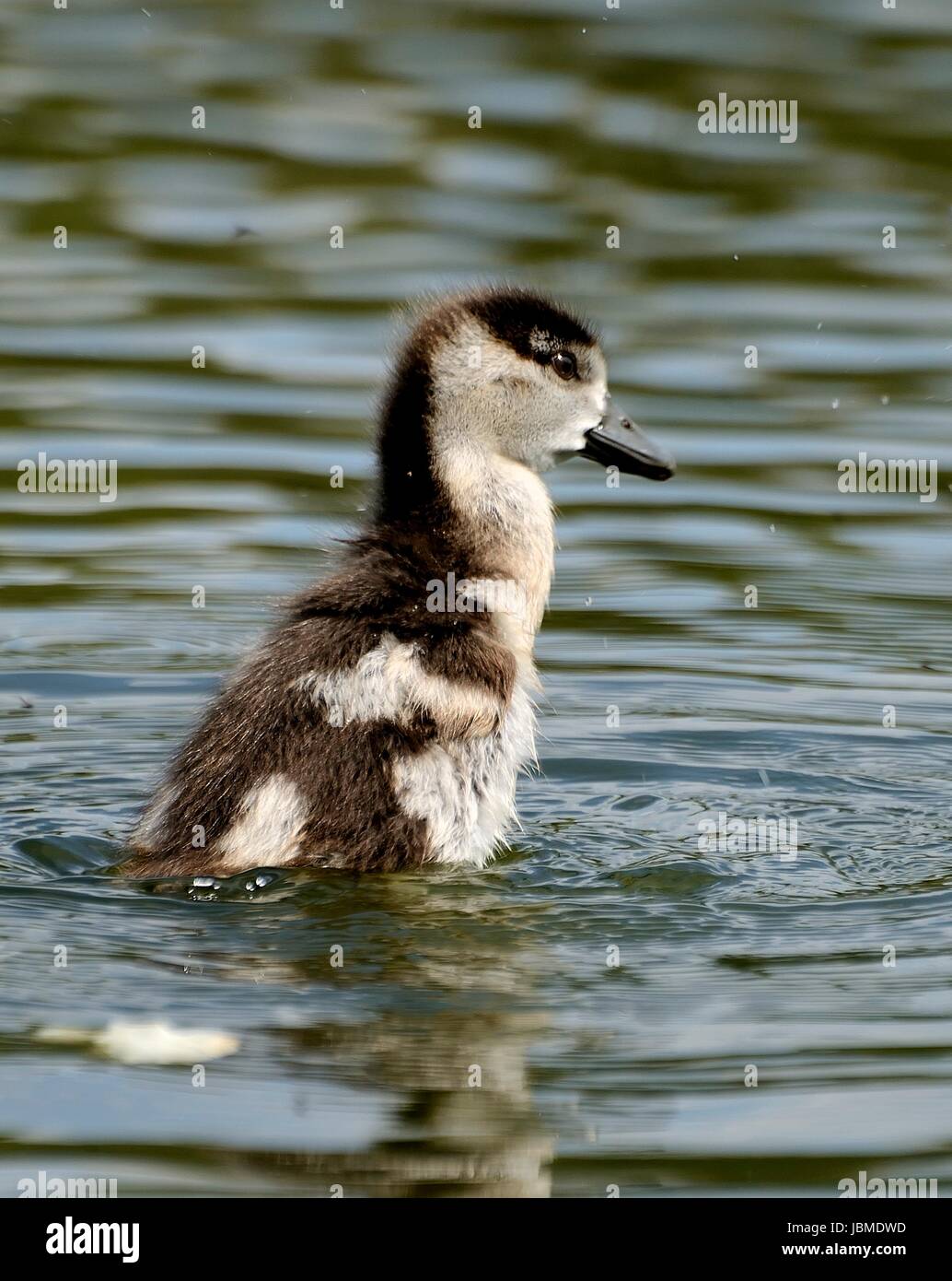 nils goose chick Stock Photo - Alamy
