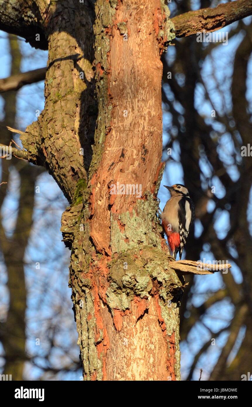 Foraging figure hi-res stock photography and images - Alamy