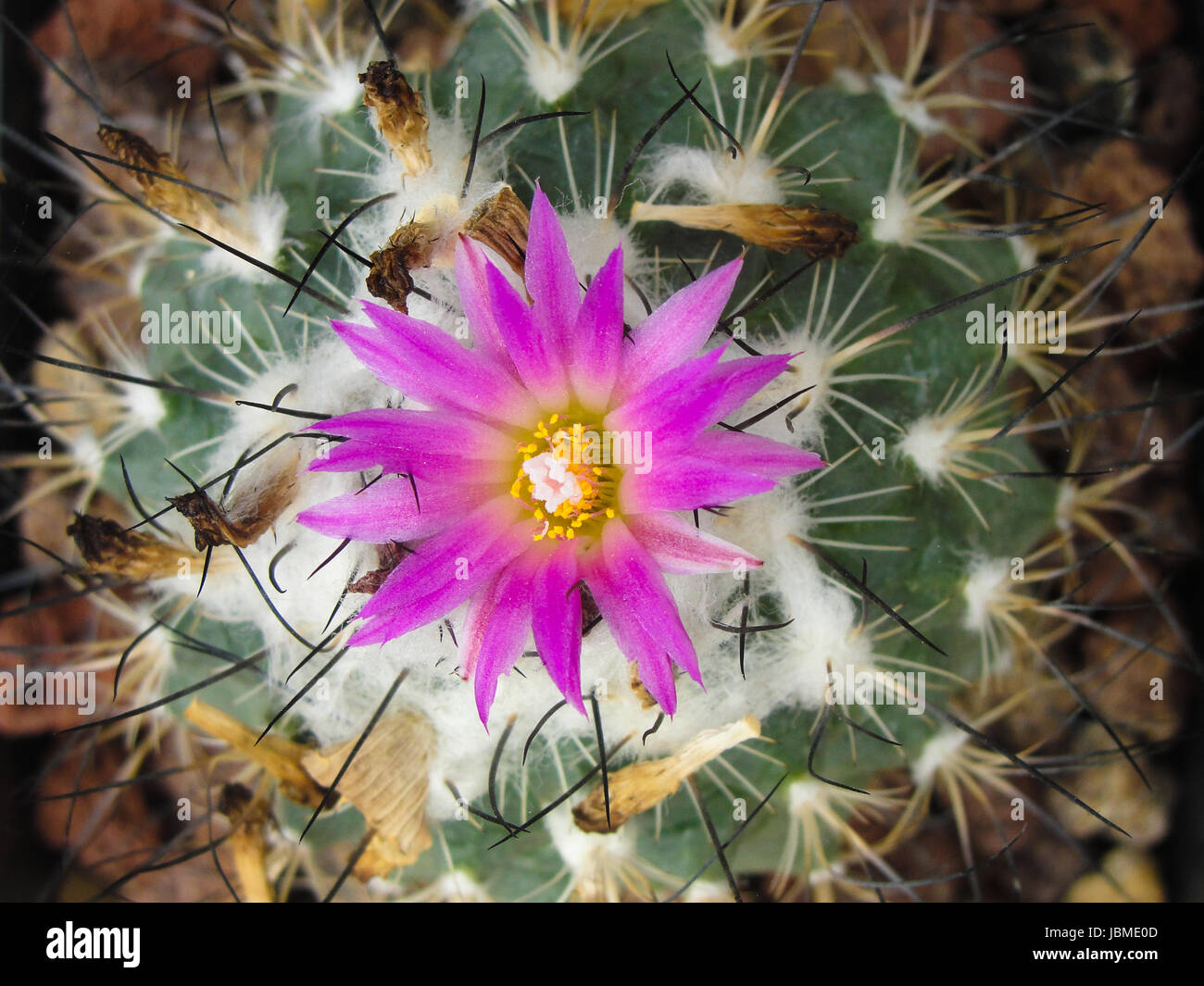 Flower on cactus top shot Stock Photo - Alamy