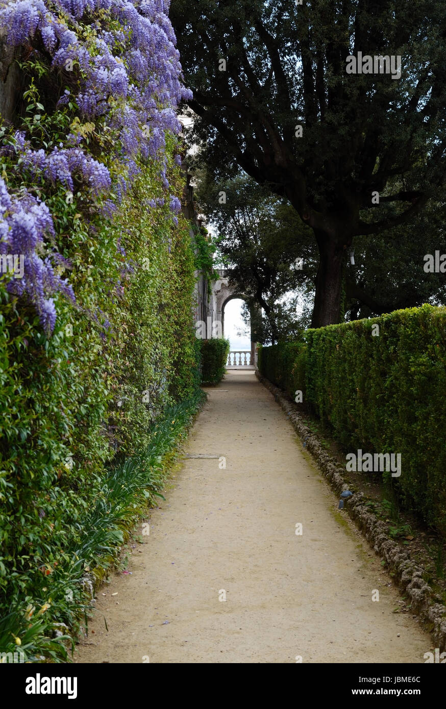 footpath thru hedge wall in garden detail Stock Photo - Alamy