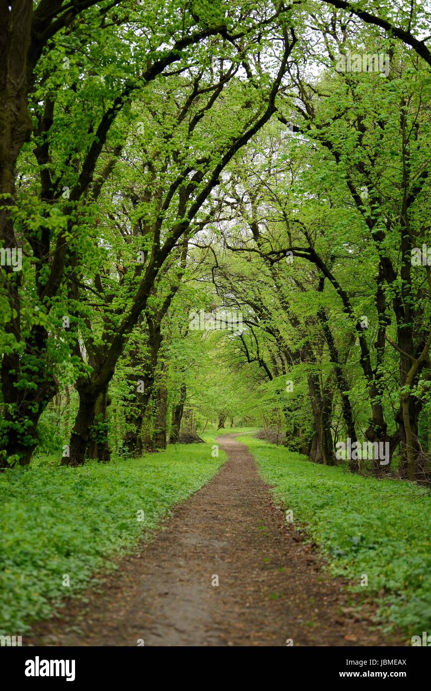 Path in the forest with green trees Stock Photo - Alamy