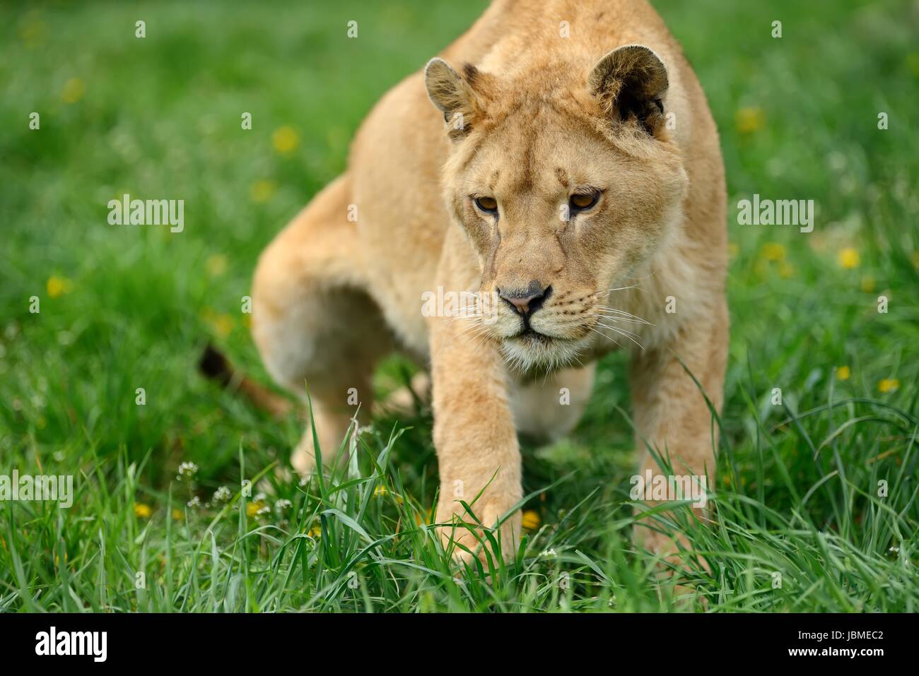 Young lion in green grass Stock Photo - Alamy