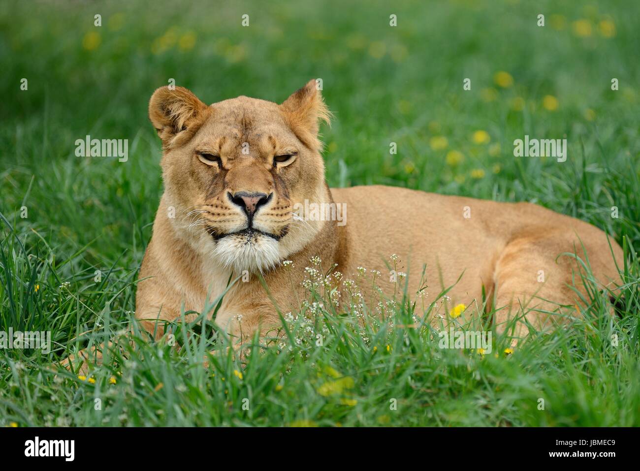Young lion in green grass Stock Photo - Alamy