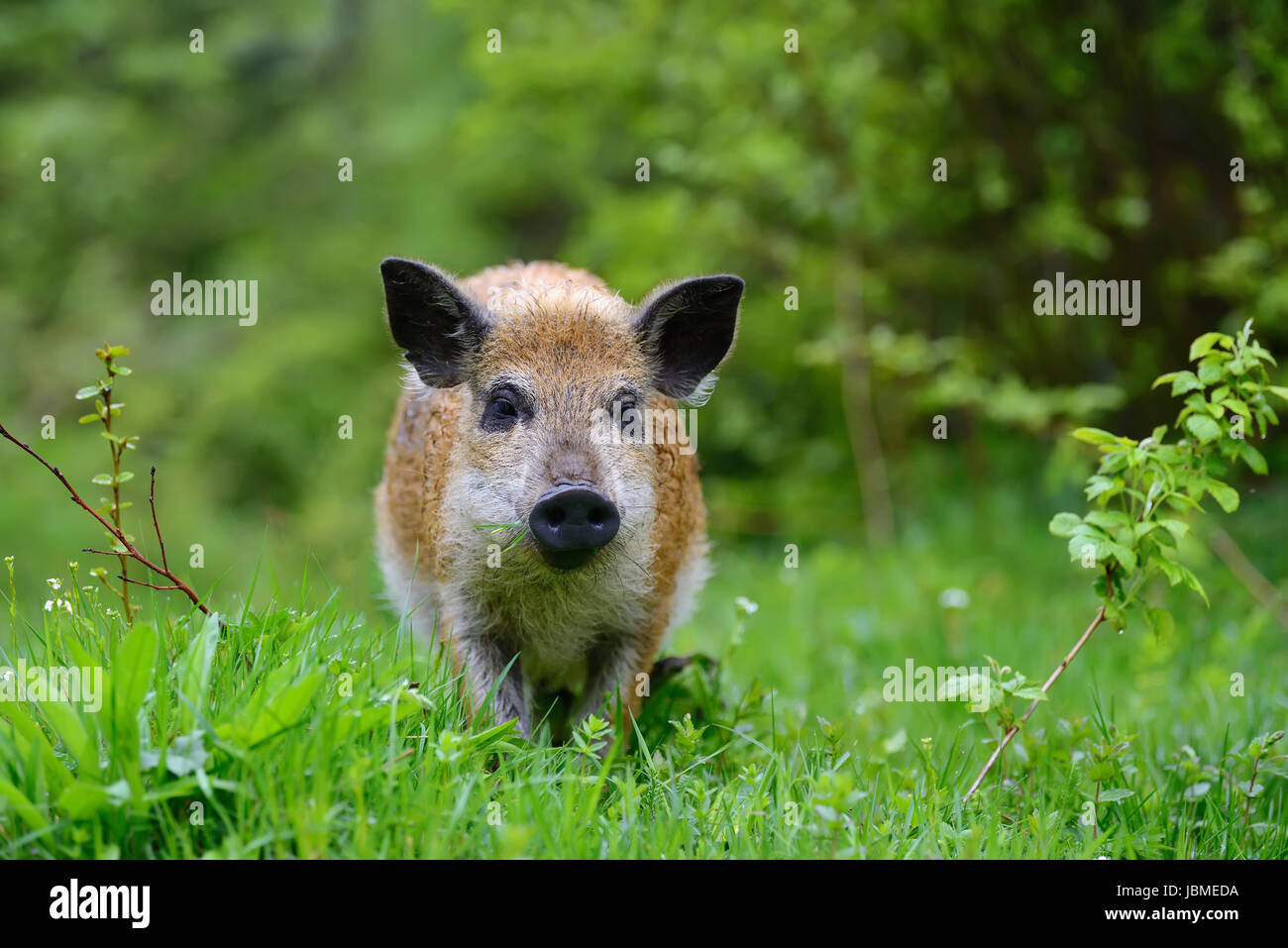 Wild boar on the forest in springtime Stock Photo - Alamy