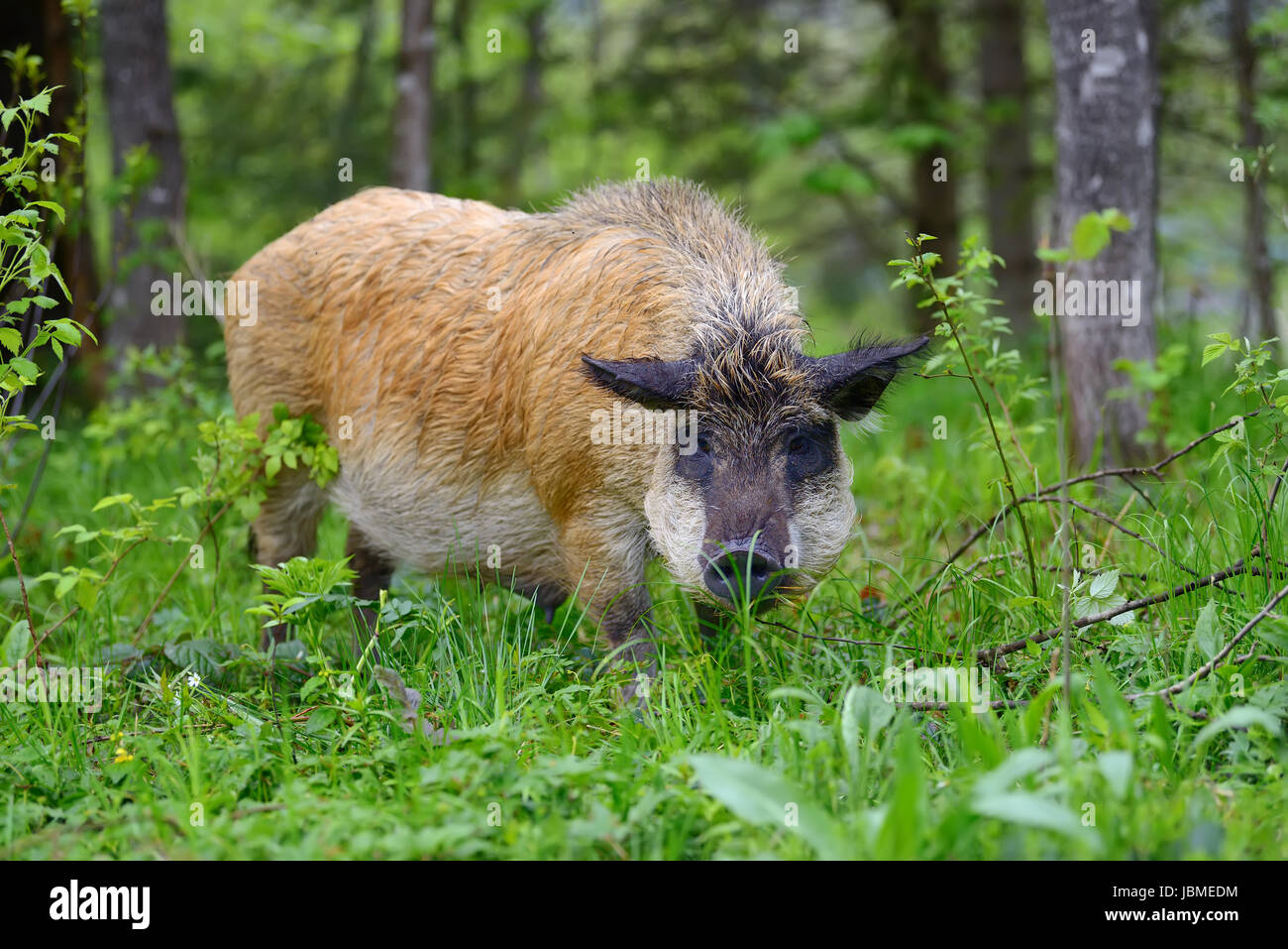 Wild boar on the forest in springtime Stock Photo - Alamy