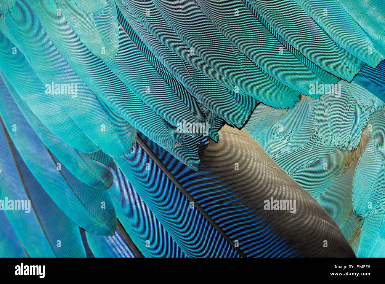 Colorful feathers. Parrot feathers background texture Stock Photo - Alamy