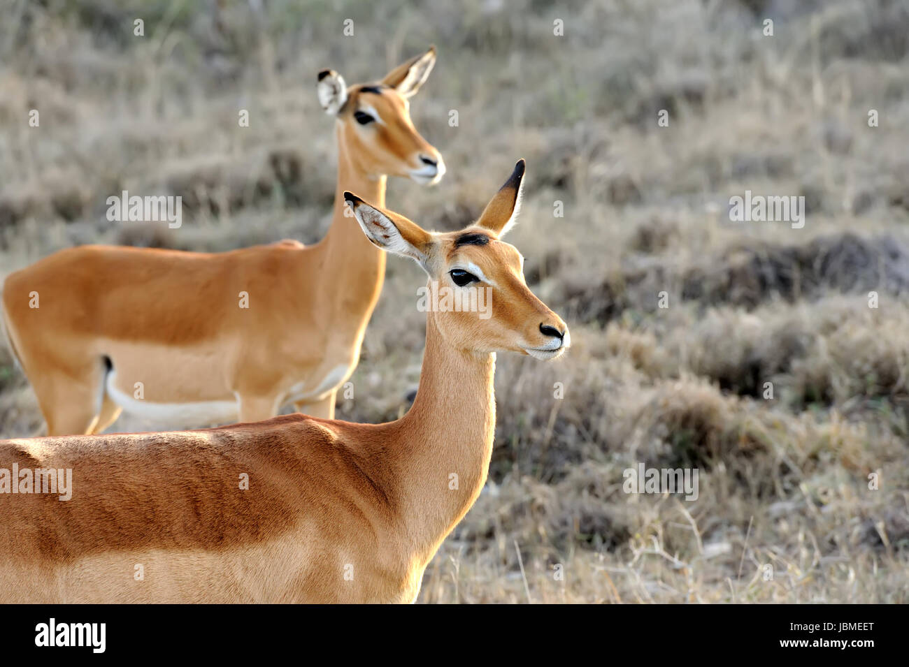 Impala on savanna in National park of Africa, Kenya Stock Photo - Alamy