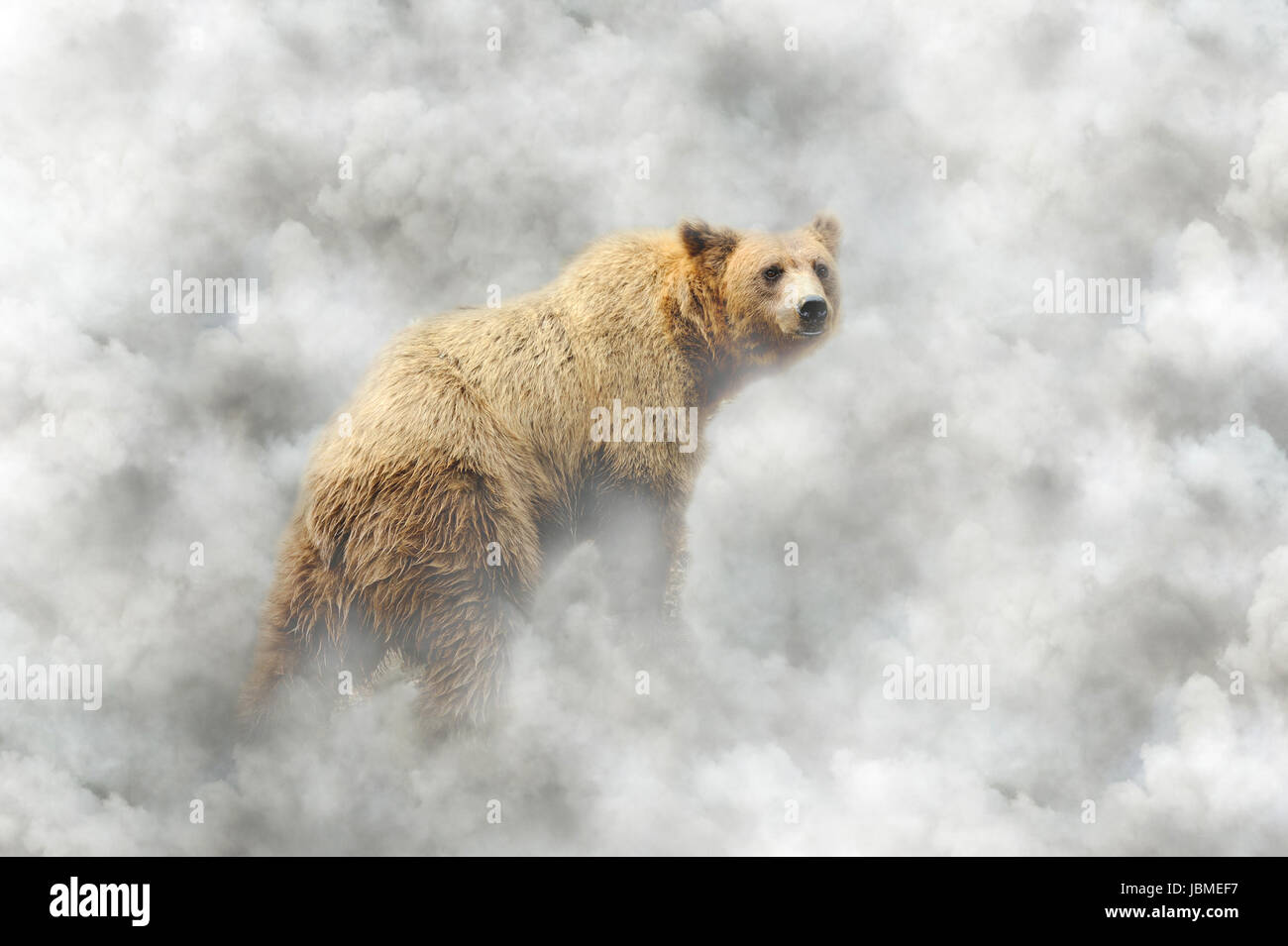 Bear in mist hi-res stock photography and images - Alamy