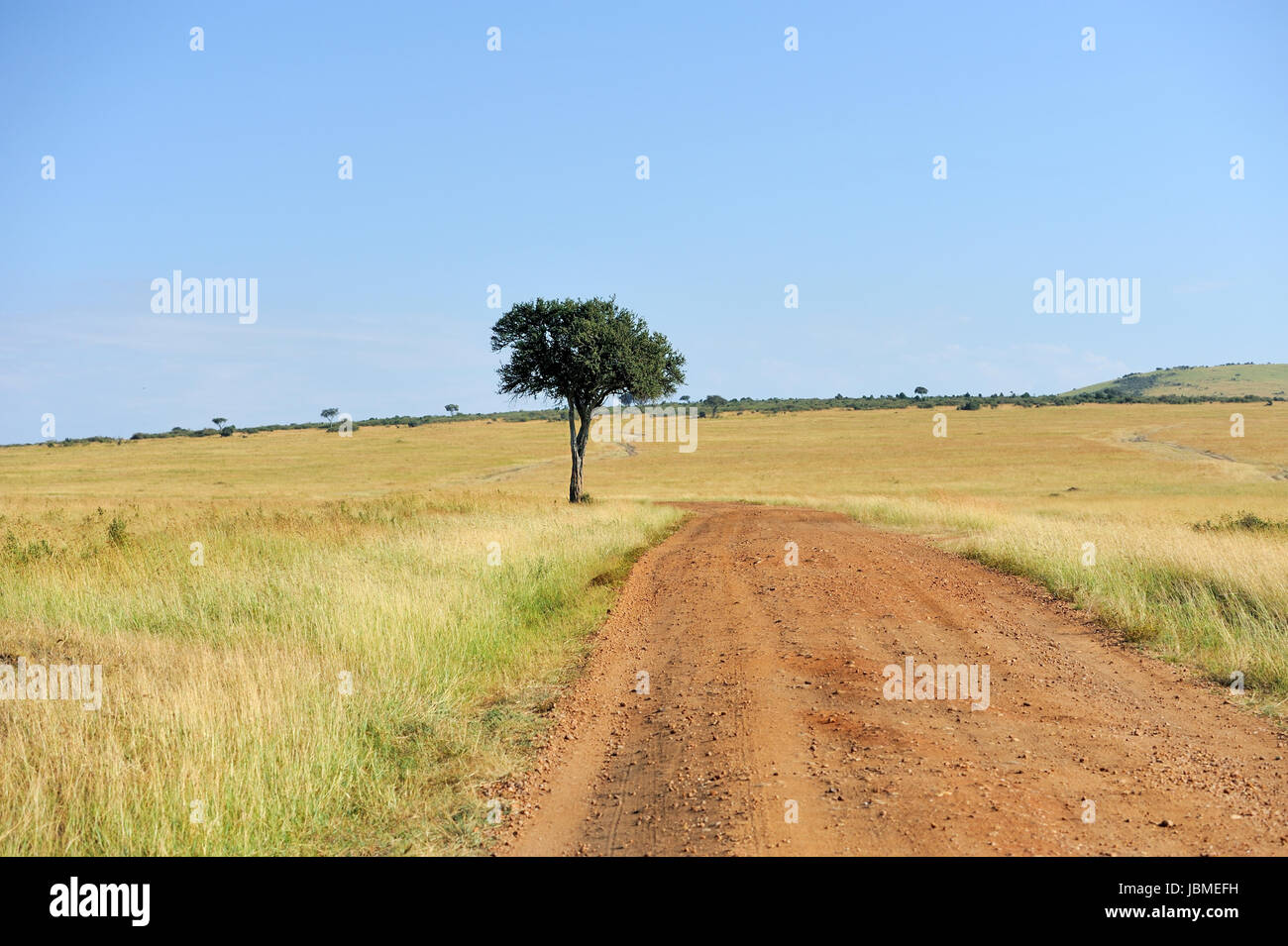 Landscape with nobody tree in National park of Africa Stock Photo - Alamy