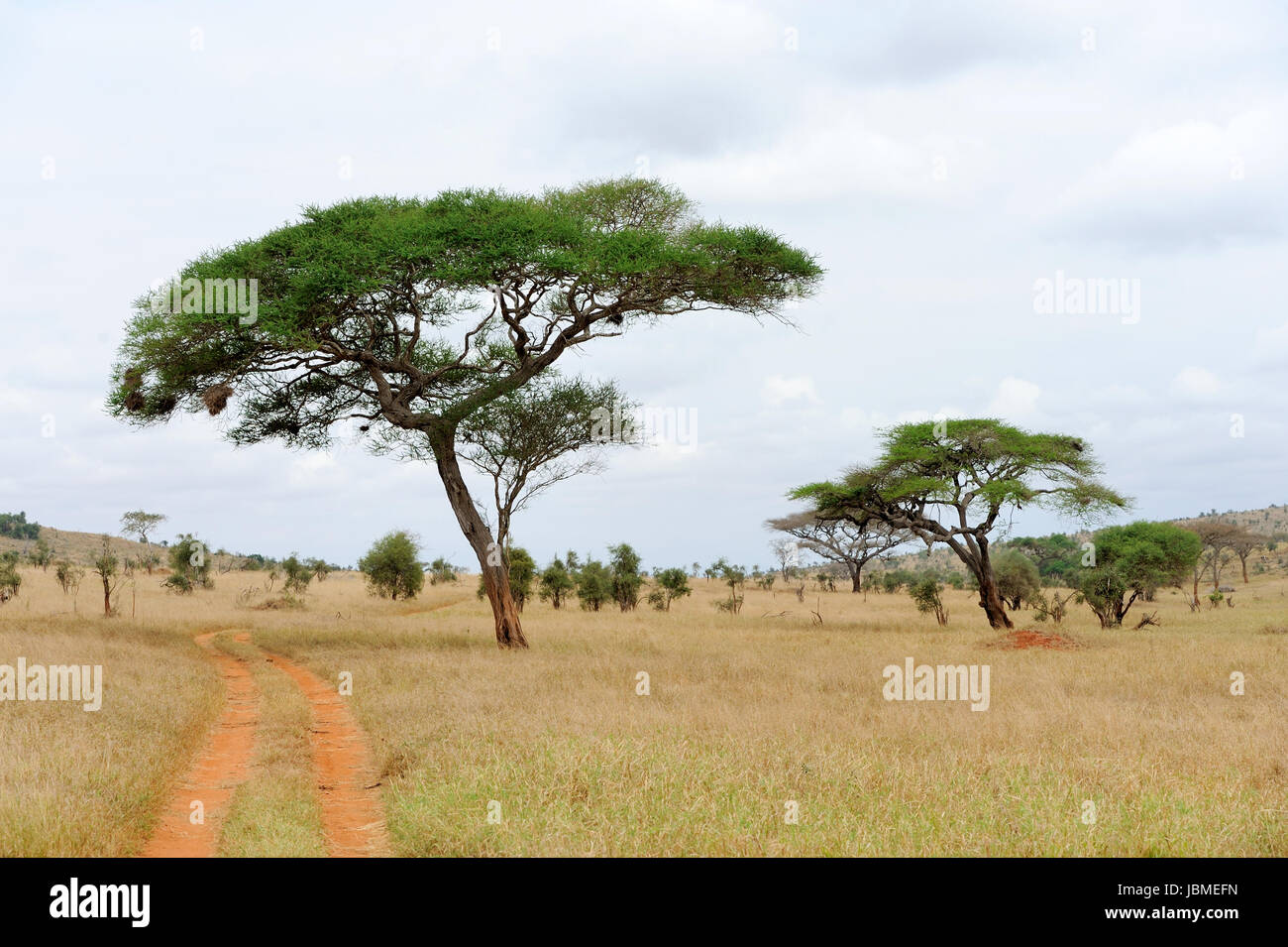 Beautiful landscape with tree in Africa Stock Photo - Alamy