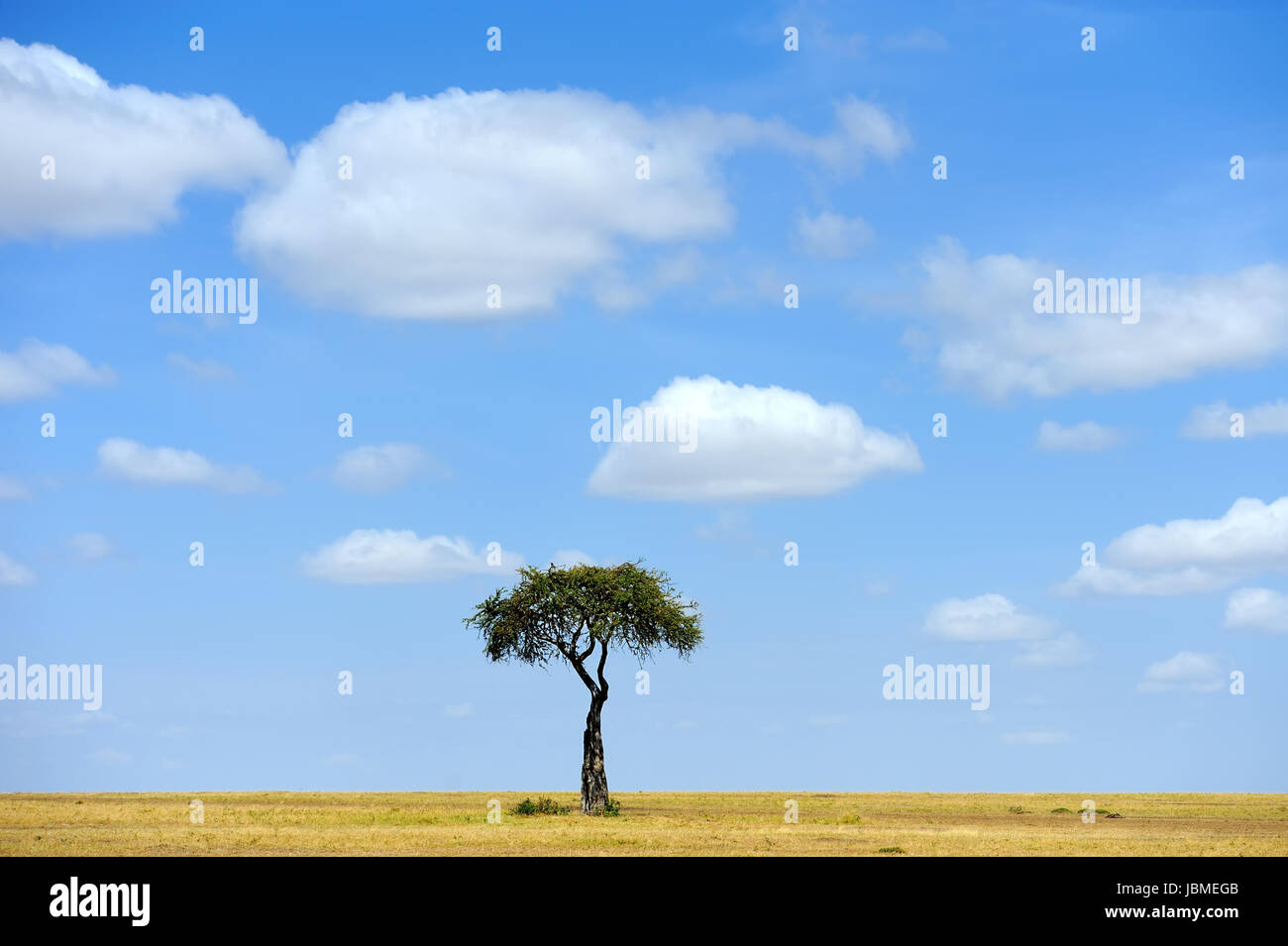 Beautiful landscape with tree in National park of Kenya, Africa Stock ...
