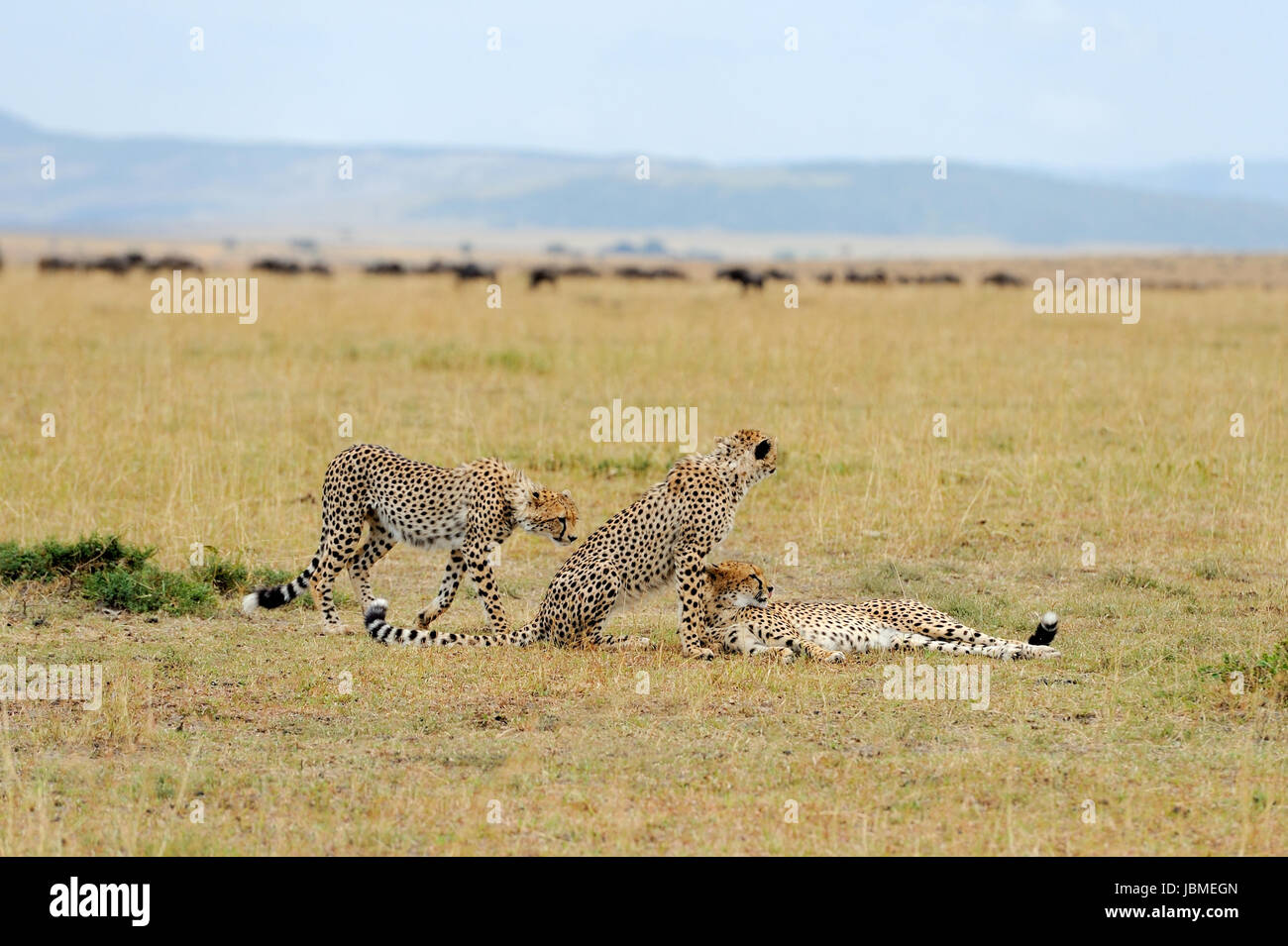 Cheetah on grassland hi-res stock photography and images - Alamy