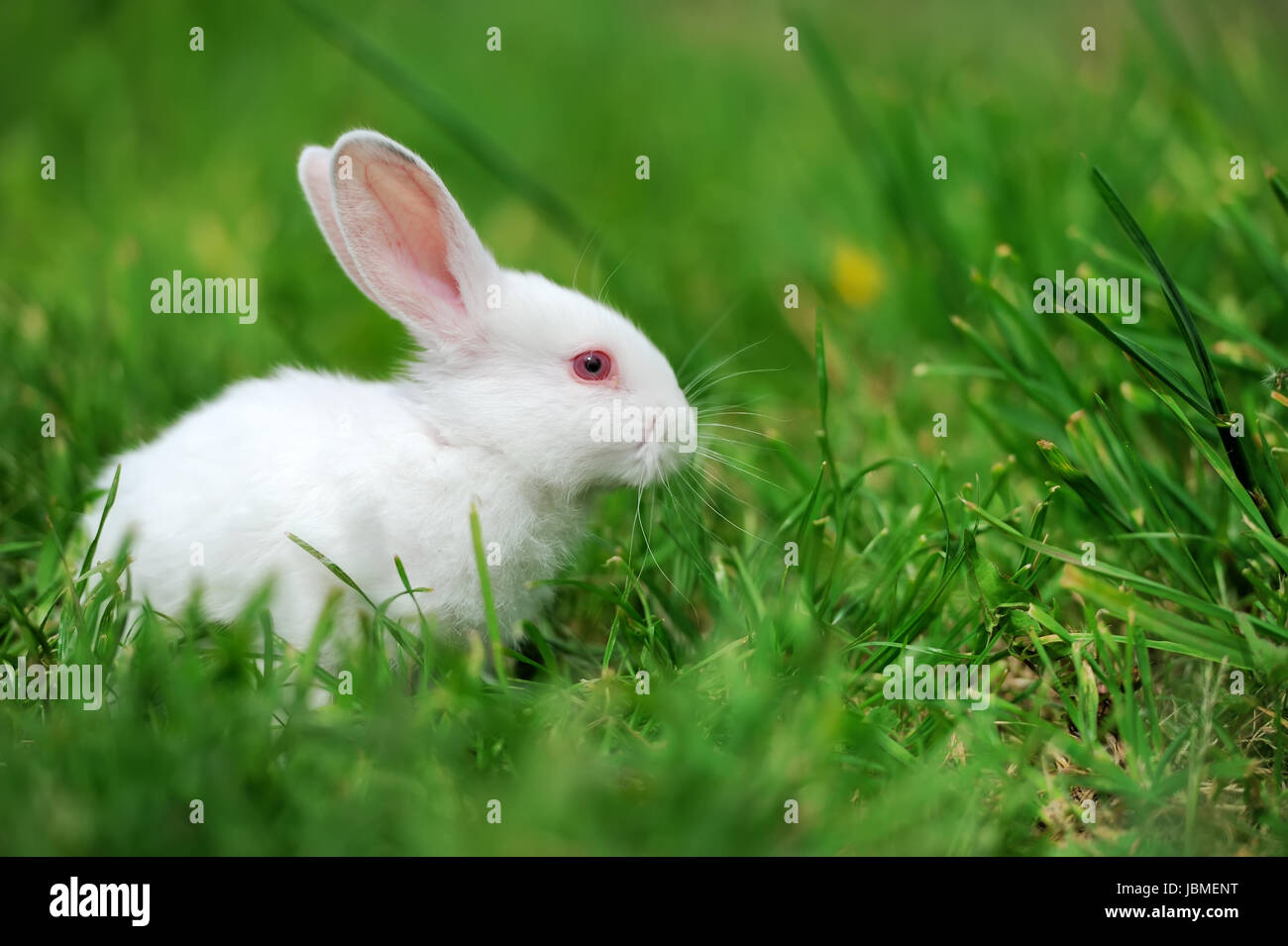 Baby white rabbit in spring green grass background Stock Photo - Alamy