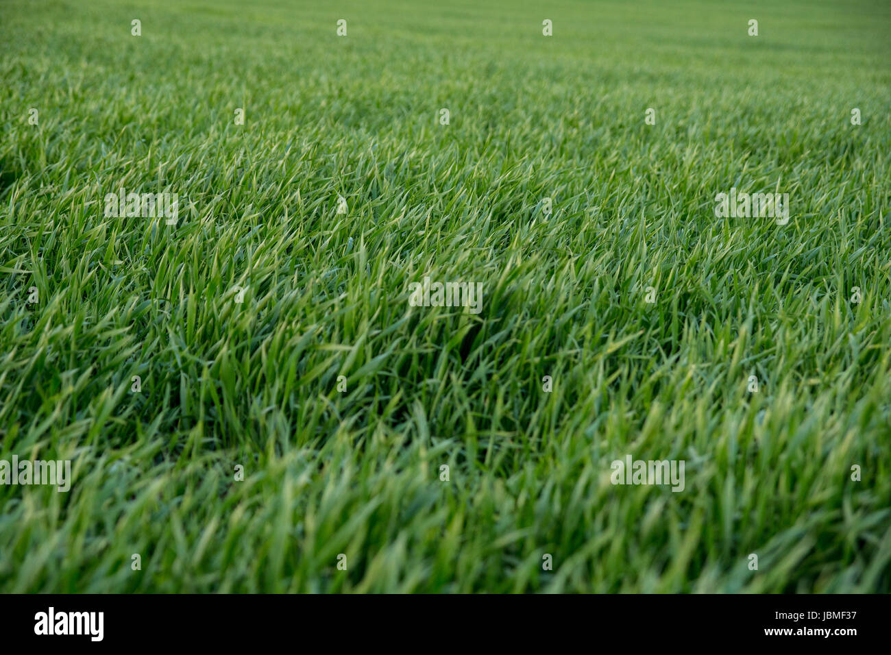landscape with small green wheat growing on a field at the beginning of ...