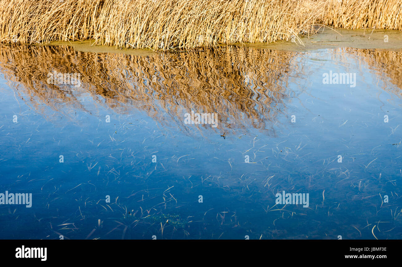 Dry cane and its reflection in the water Stock Photo - Alamy
