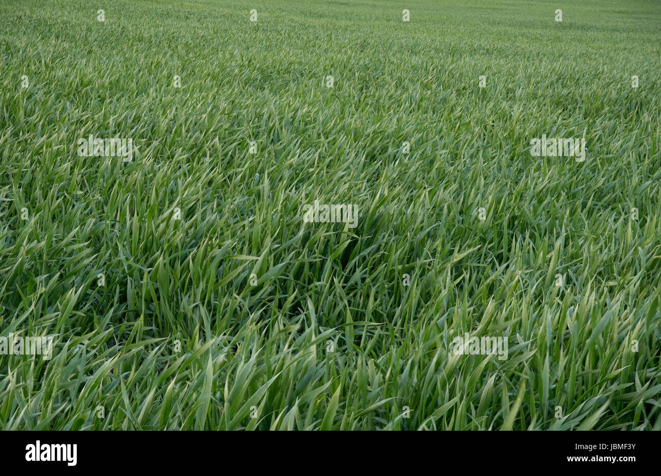 landscape with small green wheat growing on a field at the beginning of ...