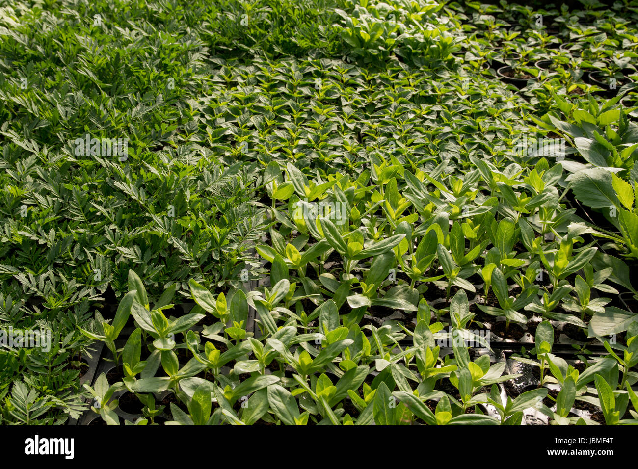 a lot of different small green plants growing inside of a greenhouse ...
