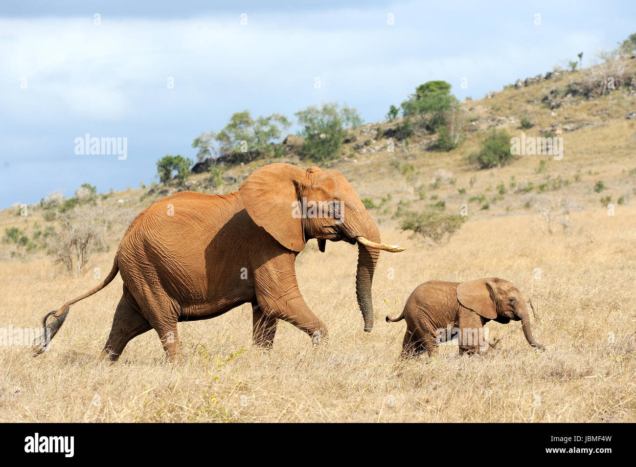 Elephant in National park of Kenya, Africa Stock Photo - Alamy