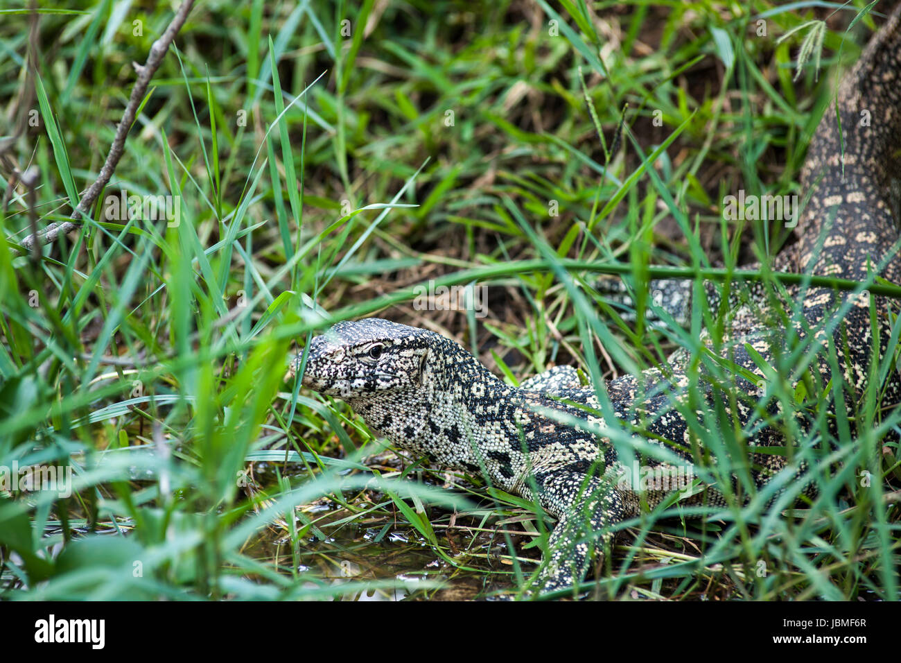leguan in the savannah of africa Stock Photo - Alamy