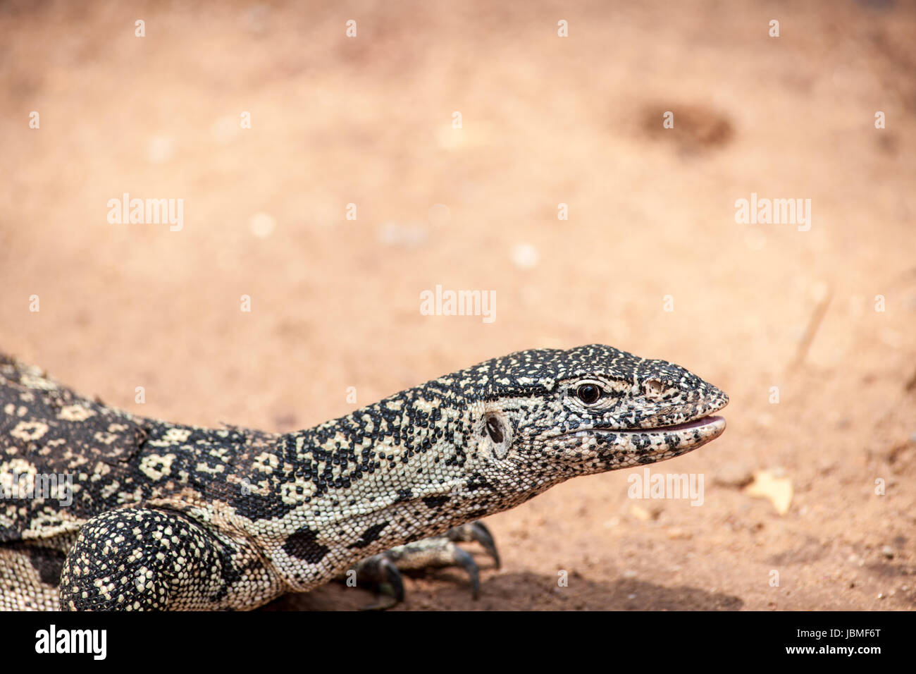 leguan in the savannah of africa Stock Photo - Alamy