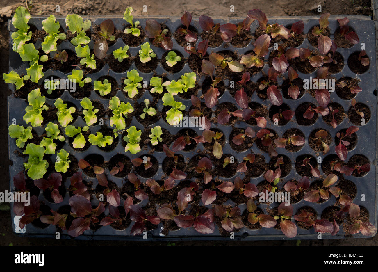 small green and red lettuce growing inside of a greenhouse Stock Photo ...