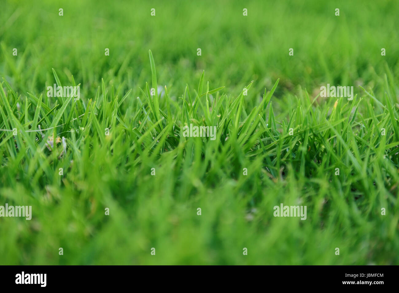 Grass background closeup photo Stock Photo - Alamy