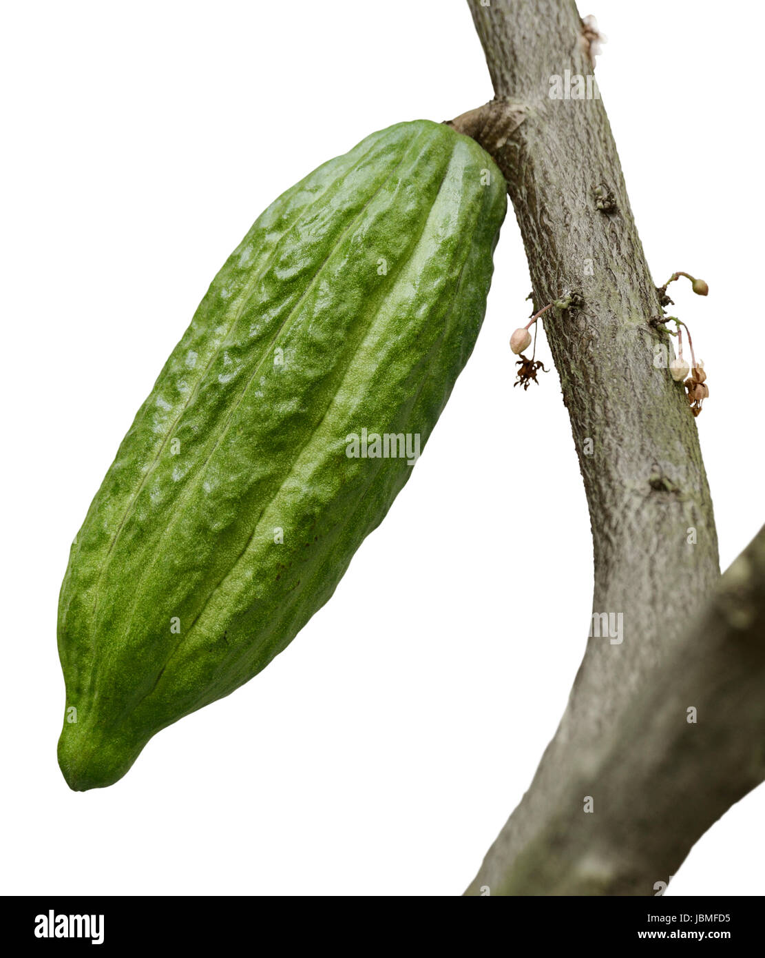 Cocoa Tree With Fruits Isolated On White Background Stock Photo - Alamy