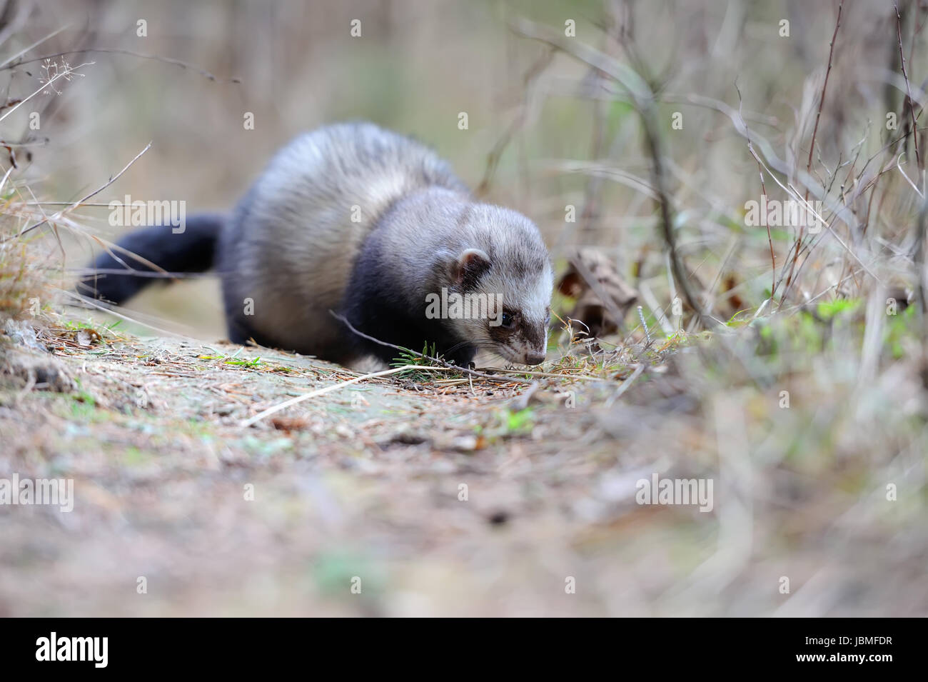 Close wild polecat in forest Stock Photo - Alamy