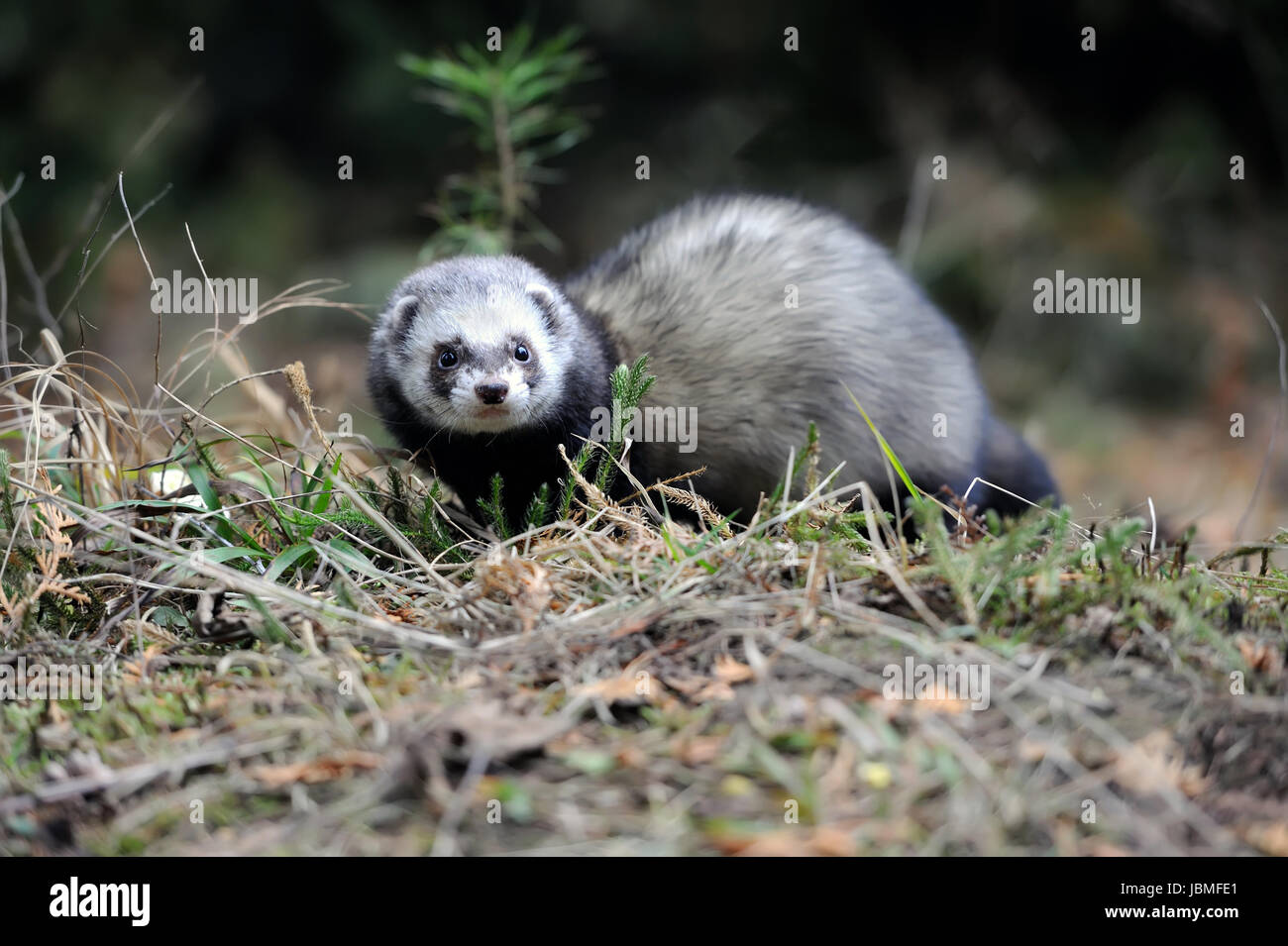 Wild polecat in forest Stock Photo - Alamy