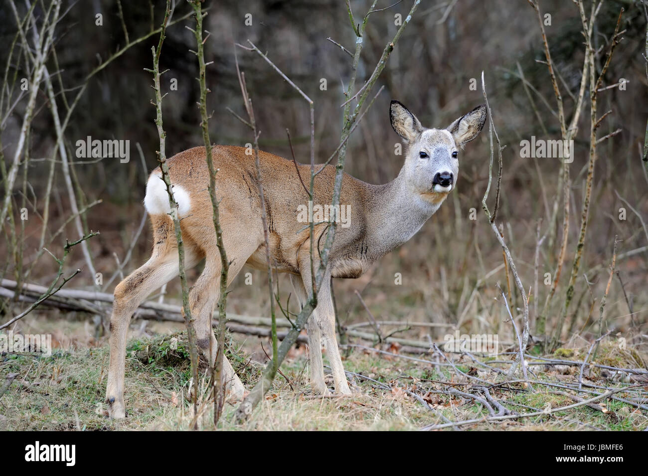 Deer in forest Stock Photo - Alamy