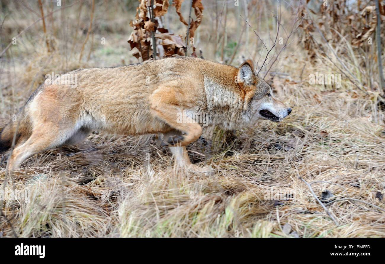 Timber wolf canis lupus running hi-res stock photography and images - Alamy