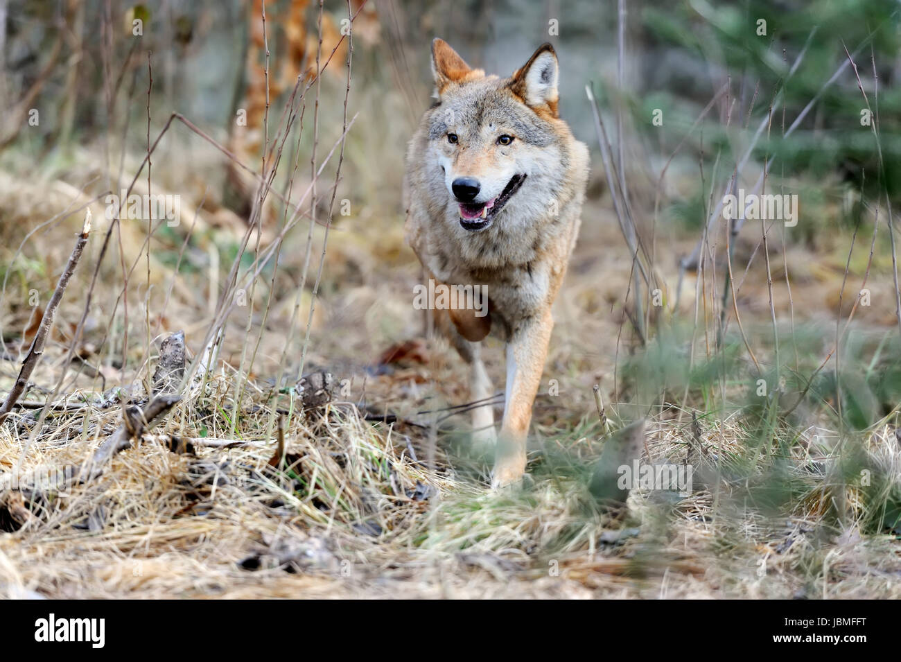 Timber wolf canis lupus running hi-res stock photography and images - Alamy